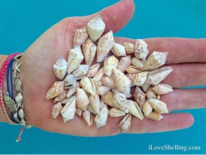 Different Cone Shells From Sanibel Florida | I Love Shelling