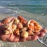 Different Cone Shells From Sanibel Florida | I Love Shelling