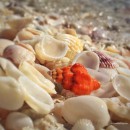 Pearls Of The Sea | I Love Shelling