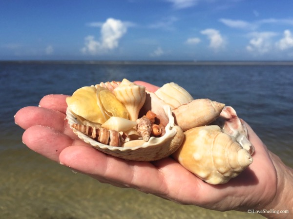 Cruising to Sea Treasures Of Diamonds And Pearls | I Love Shelling