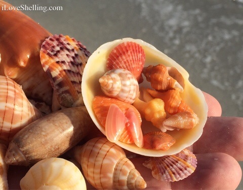 Different Cone Shells From Sanibel Florida | I Love Shelling