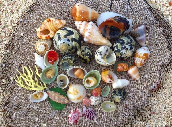 Beach Combing The Abacos Bahamas | I Love Shelling