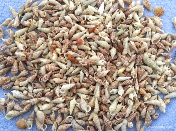 Beach Combing The Abacos Bahamas | I Love Shelling