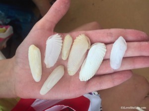 Buckets Of Beach Bling and SeaShells | I Love Shelling