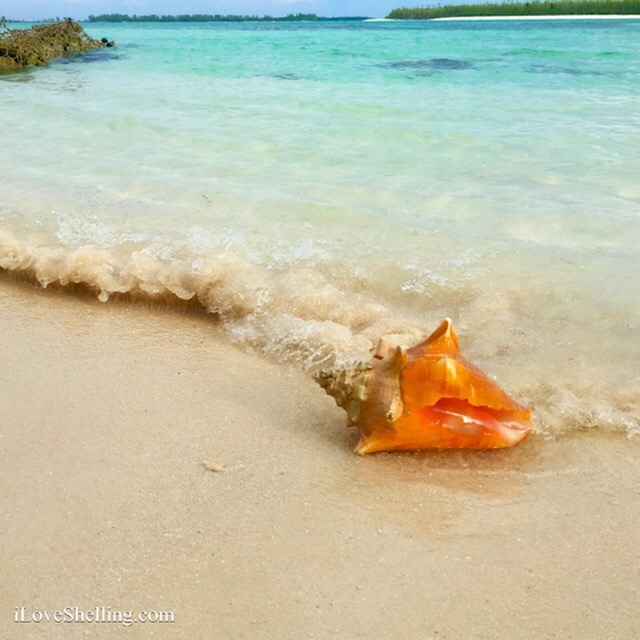 queen conch in the surf in Abaco Bahamas | I Love Shelling