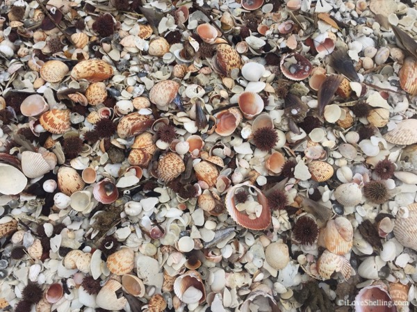 Buckets Of Beach Bling and SeaShells | I Love Shelling