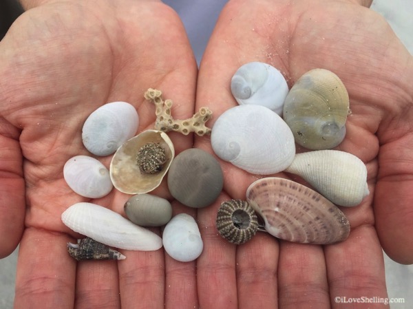 Buckets Of Beach Bling and SeaShells | I Love Shelling