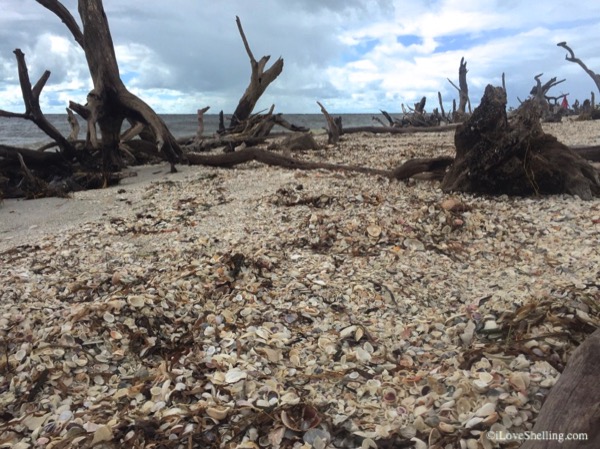 Tree roots and seashells on Florida island beach | I Love Shelling