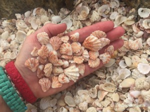 Sanibel Seashell Rhyme Time | I Love Shelling