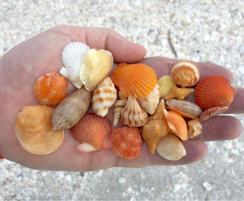 Not Waiting For the Calm After The Storm | I Love Shelling