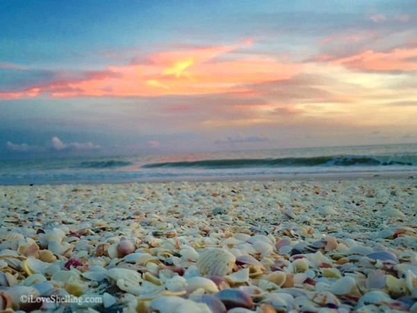 I've Got A Crush On Shellcrush Drift Shells | I Love Shelling