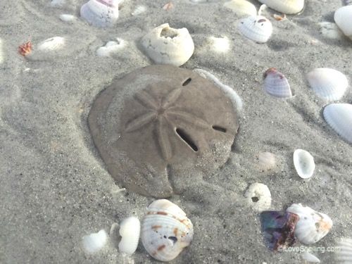 Sanibel Seashell Rhyme Time | I Love Shelling