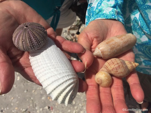 Buckets Of Beach Bling and SeaShells | I Love Shelling