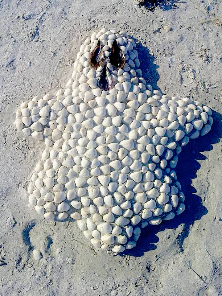 Happy Shelloween with Ghosts and Goblins By The Sea | I Love Shelling