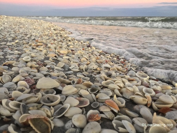 Sanibel Family Fun On The Beach | I Love Shelling