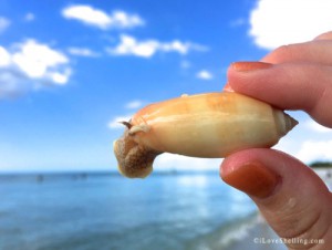 Golden Day On Cayo Costa | I Love Shelling
