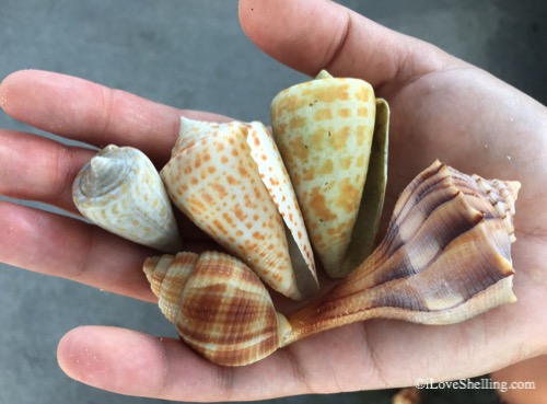 Boating and Beach Combing in Bonita Springs | I Love Shelling