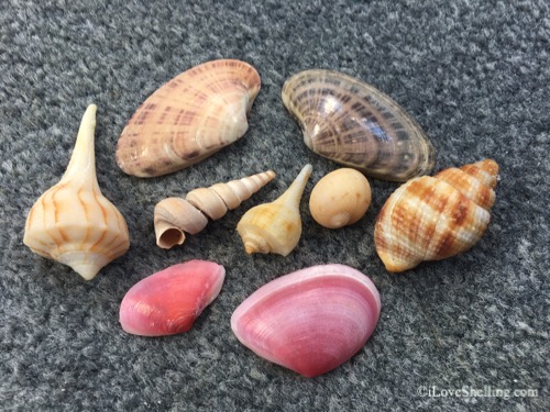 Boating and Beach Combing in Bonita Springs | I Love Shelling