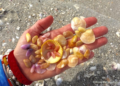 Autumn on Sanibel | I Love Shelling