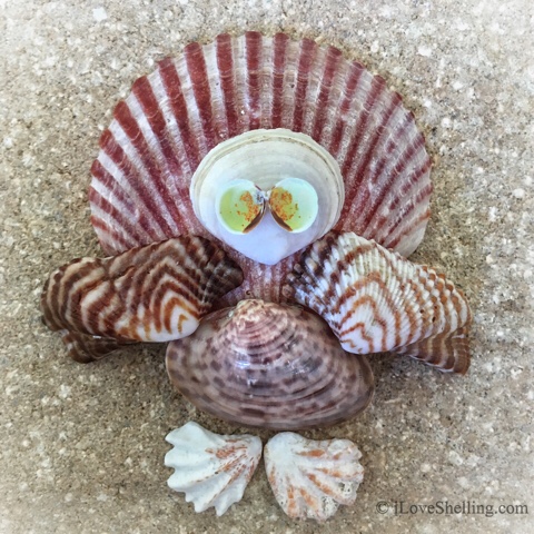 Shellebrate Thanksgiving Day | I Love Shelling