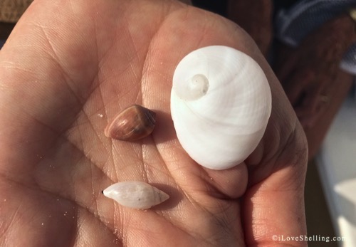 Golden Day On Cayo Costa | I Love Shelling