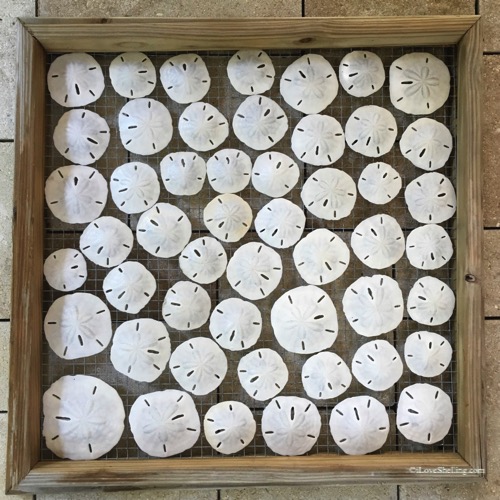 Sanibel Sand Dollars Days | I Love Shelling