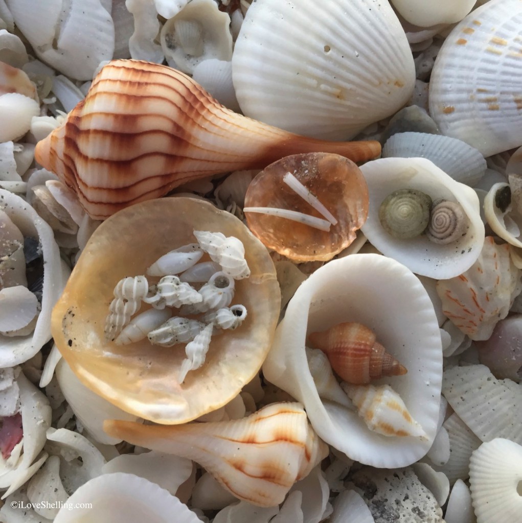 collecting small shells | I Love Shelling