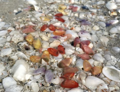 Autumn on Sanibel | I Love Shelling