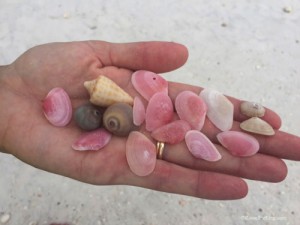 Everything’s Coming Up Rose Petal Tellins in Big Hickory | I Love Shelling