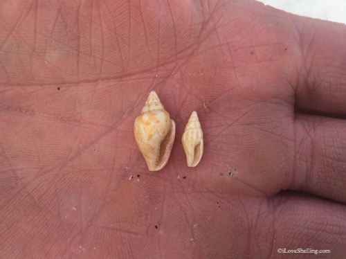 Everything’s Coming Up Rose Petal Tellins in Big Hickory | I Love Shelling