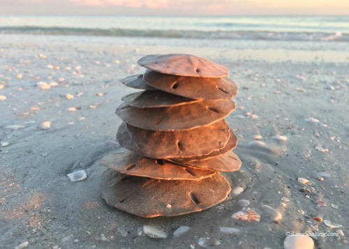 Sanibel Sand Dollars Days | I Love Shelling