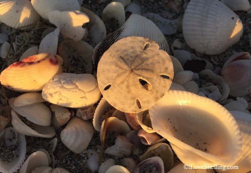 Here Comes The Sanibel Sun | I Love Shelling