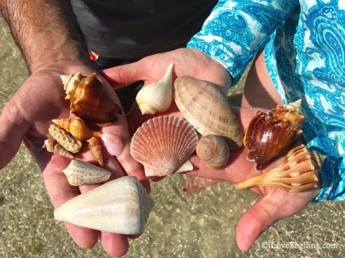 Boating and Beach Combing in Bonita Springs | I Love Shelling