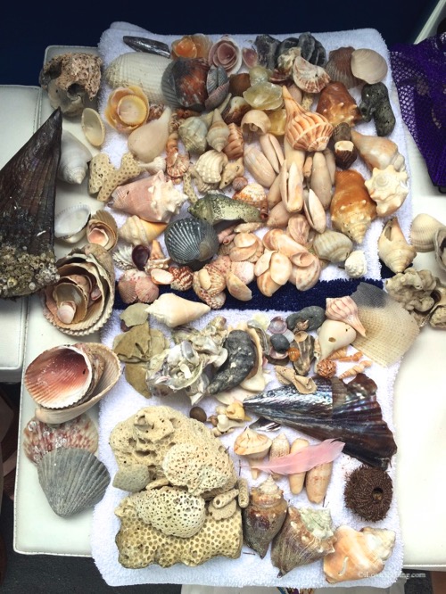 Everything’s Coming Up Rose Petal Tellins in Big Hickory | I Love Shelling