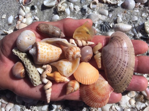 Boating and Beach Combing in Bonita Springs | I Love Shelling