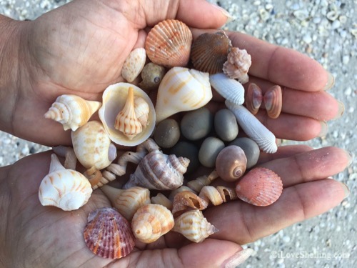 Boating and Beach Combing in Bonita Springs | I Love Shelling