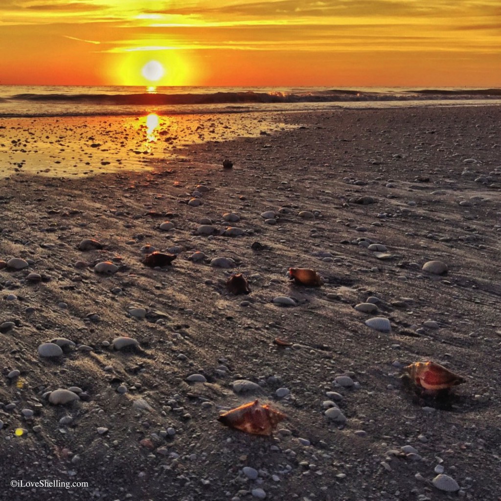 sunset shell wash from receding tide | I Love Shelling