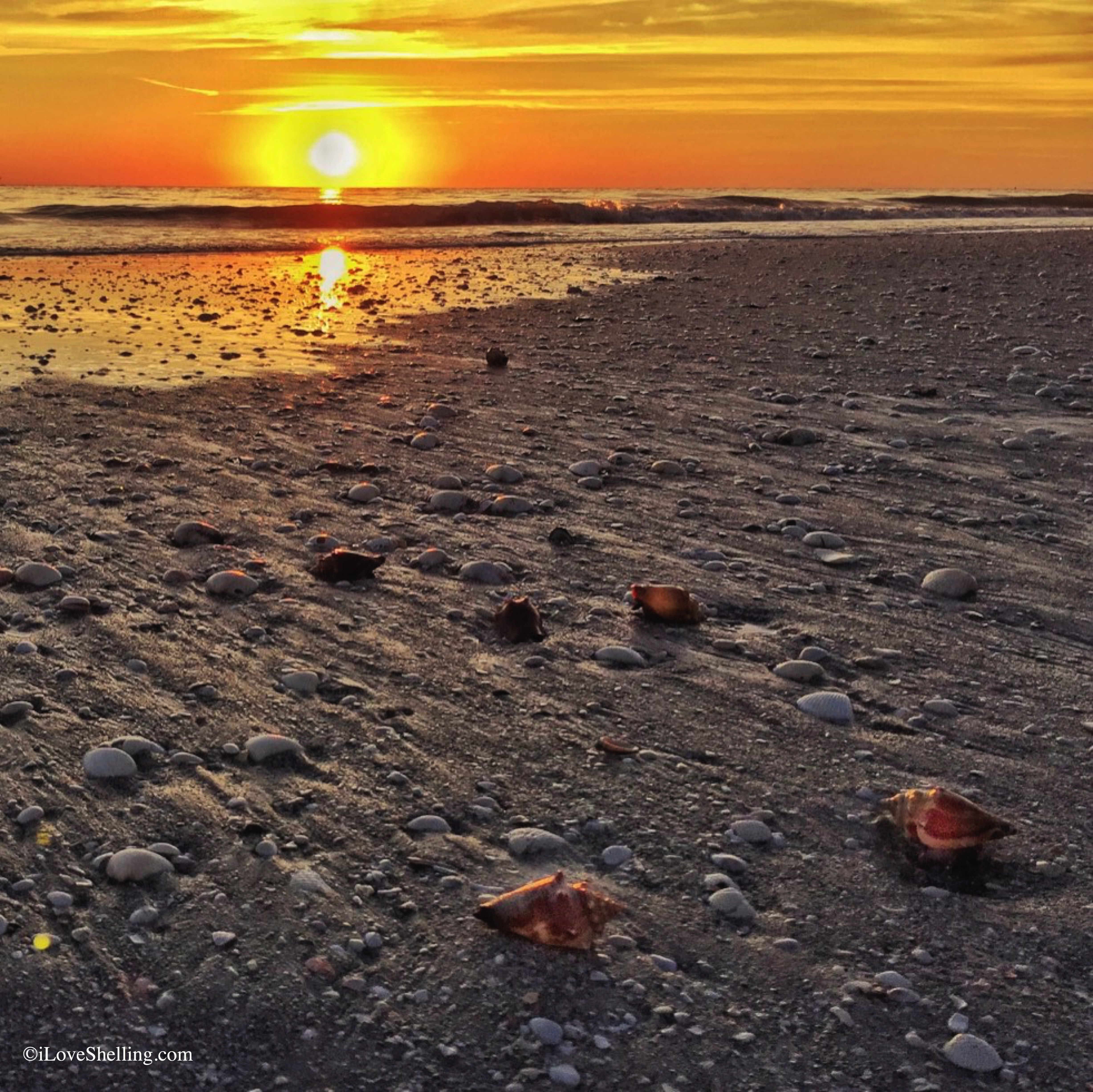 sunset shell wash from receding tide | I Love Shelling
