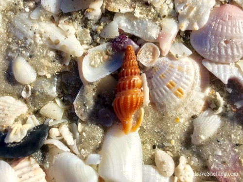 Autumn on Sanibel | I Love Shelling