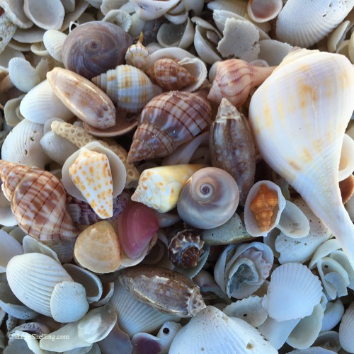 Weekend Wonderland on Sanibel and Captiva | I Love Shelling