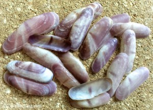 Star Light, Star Bright. Pretty Starfish in Sight | I Love Shelling