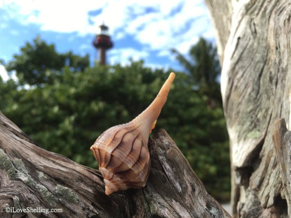 Rooting For Seashells At Sanibel Lighthouse Beach | I Love Shelling