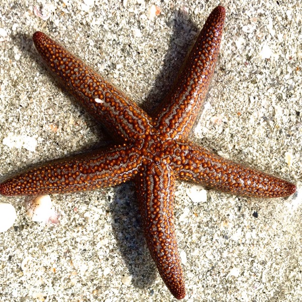 Star Light, Star Bright. Pretty Starfish in Sight | I Love Shelling
