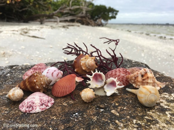 Rooting For Seashells At Sanibel Lighthouse Beach | I Love Shelling