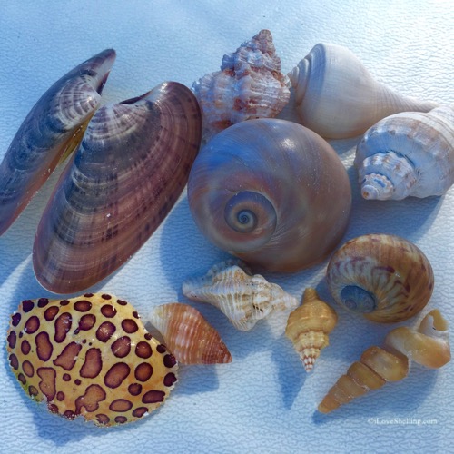 Boating for Seashells, Dolphins and Alpha-Gators | I Love Shelling