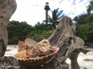 Rooting For Seashells At Sanibel Lighthouse Beach | I Love Shelling