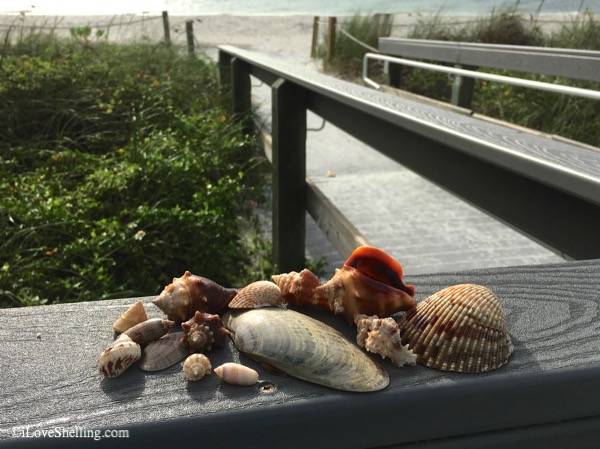 Rooting For Seashells At Sanibel Lighthouse Beach | I Love Shelling