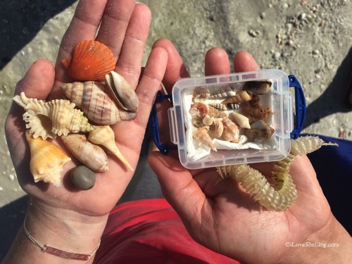 Boating for Seashells, Dolphins and Alpha-Gators | I Love Shelling