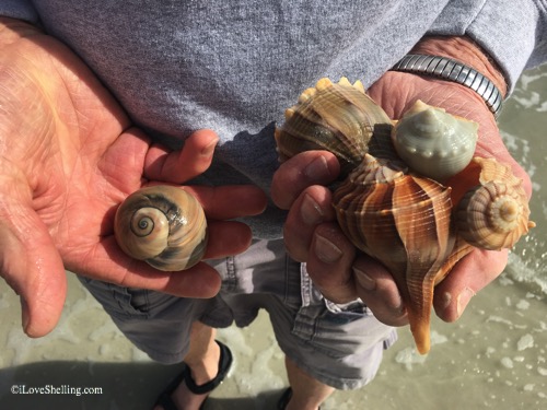Whelks And Conchs And Fossils, Oh My! | I Love Shelling