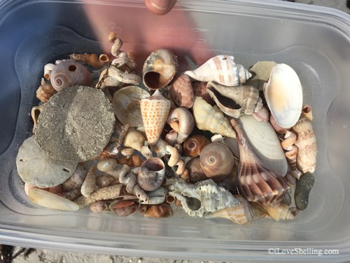 Freaking Out For Shell Heaven | I Love Shelling
